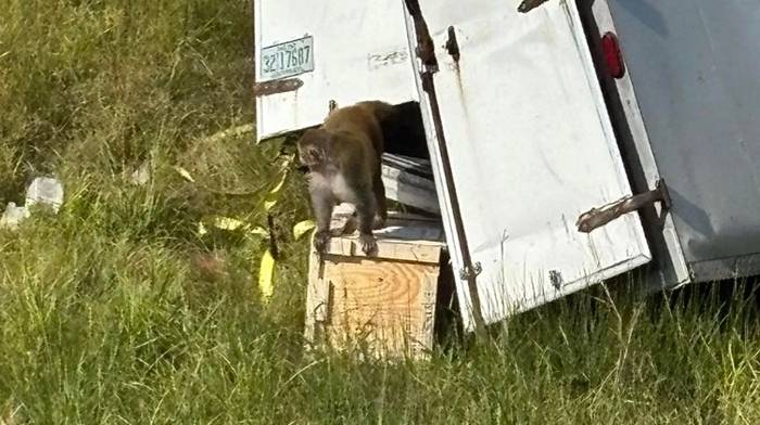 Klassiska pralinerna försvinner från Aladdin-asken | Expressen