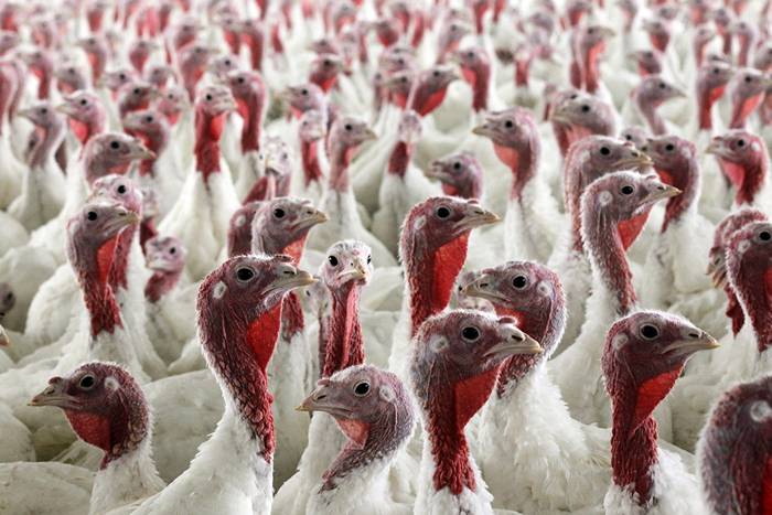 Källor: Foxtrot bakom explosion i Oslo | Expressen